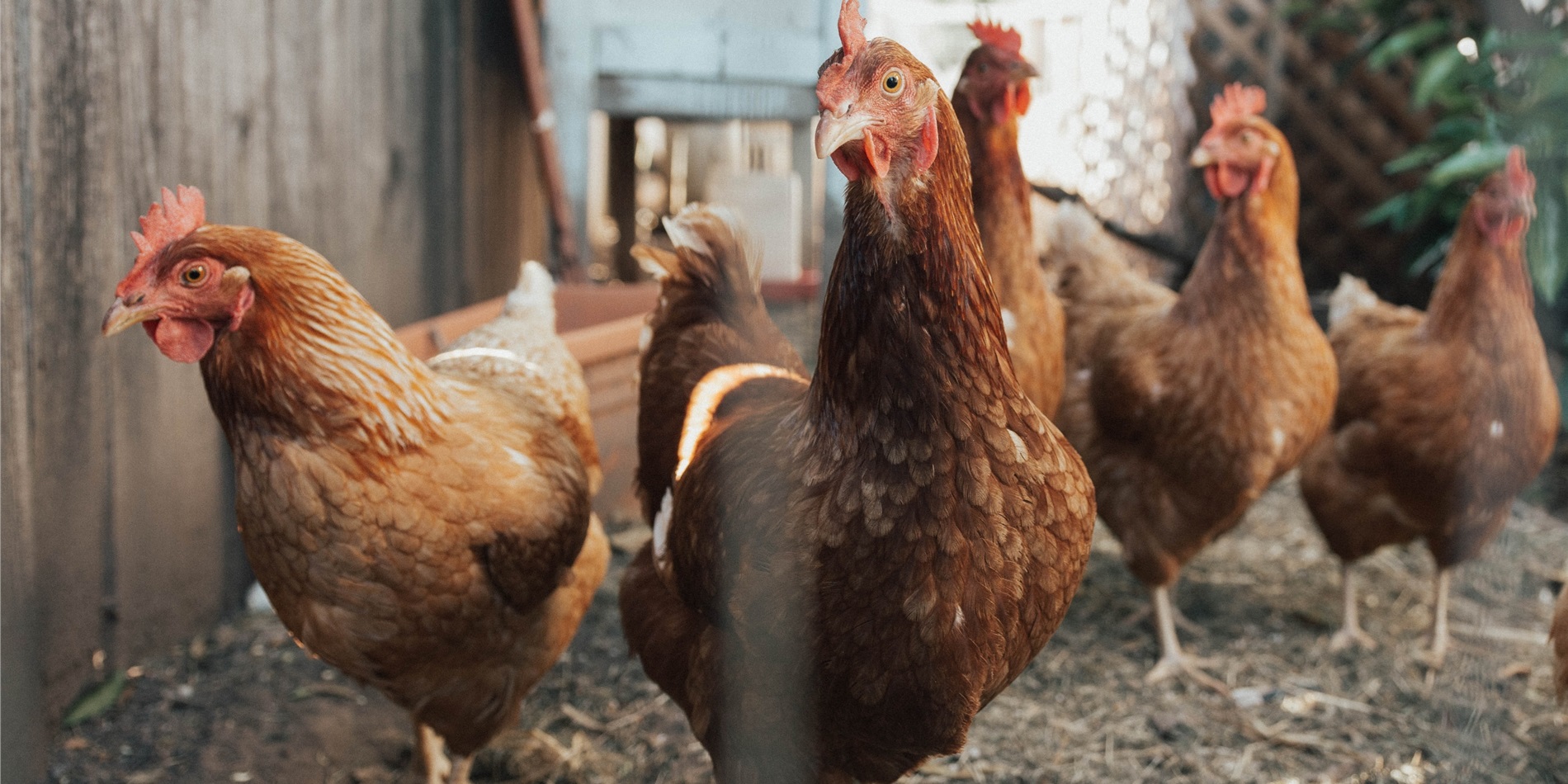 FAD | Les petits élevages de poules: développer sa pratique! (#5014 ...