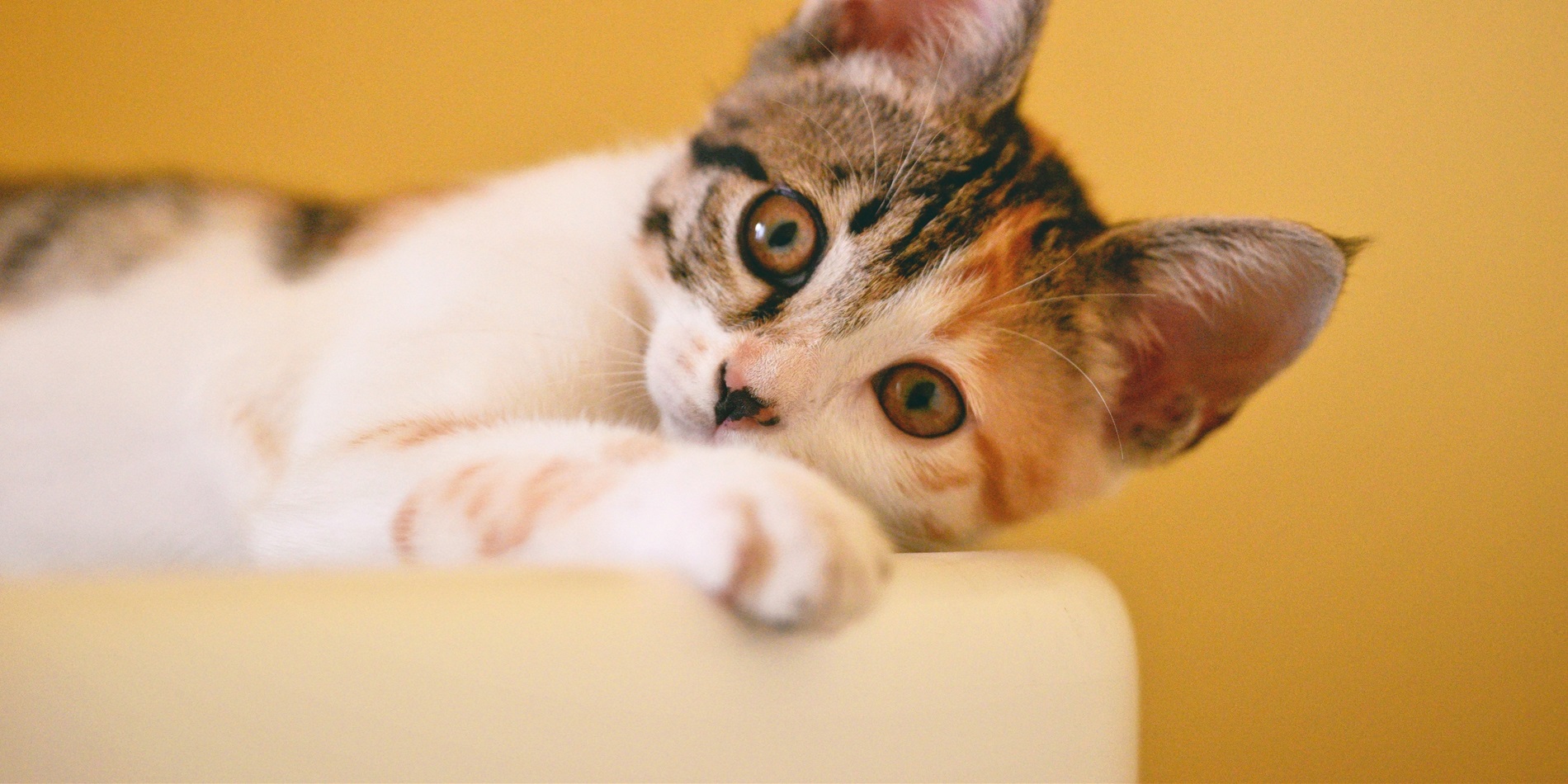 FAD | The Genetics of Cats | Lära LMS